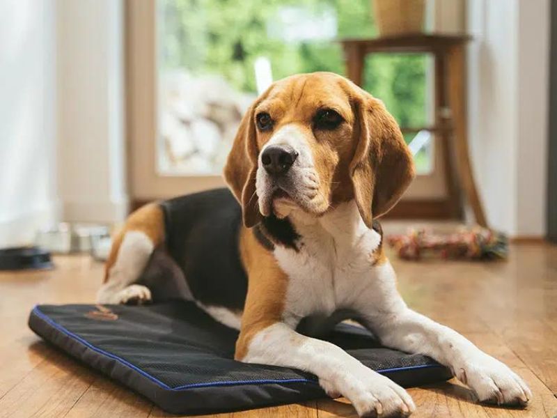 Pets PEMF Pad - NewMed Ltd